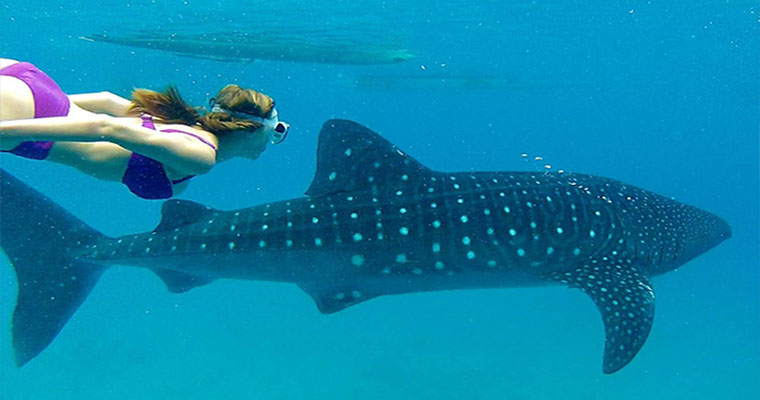 Whale Shark Snorkeling in Cancun